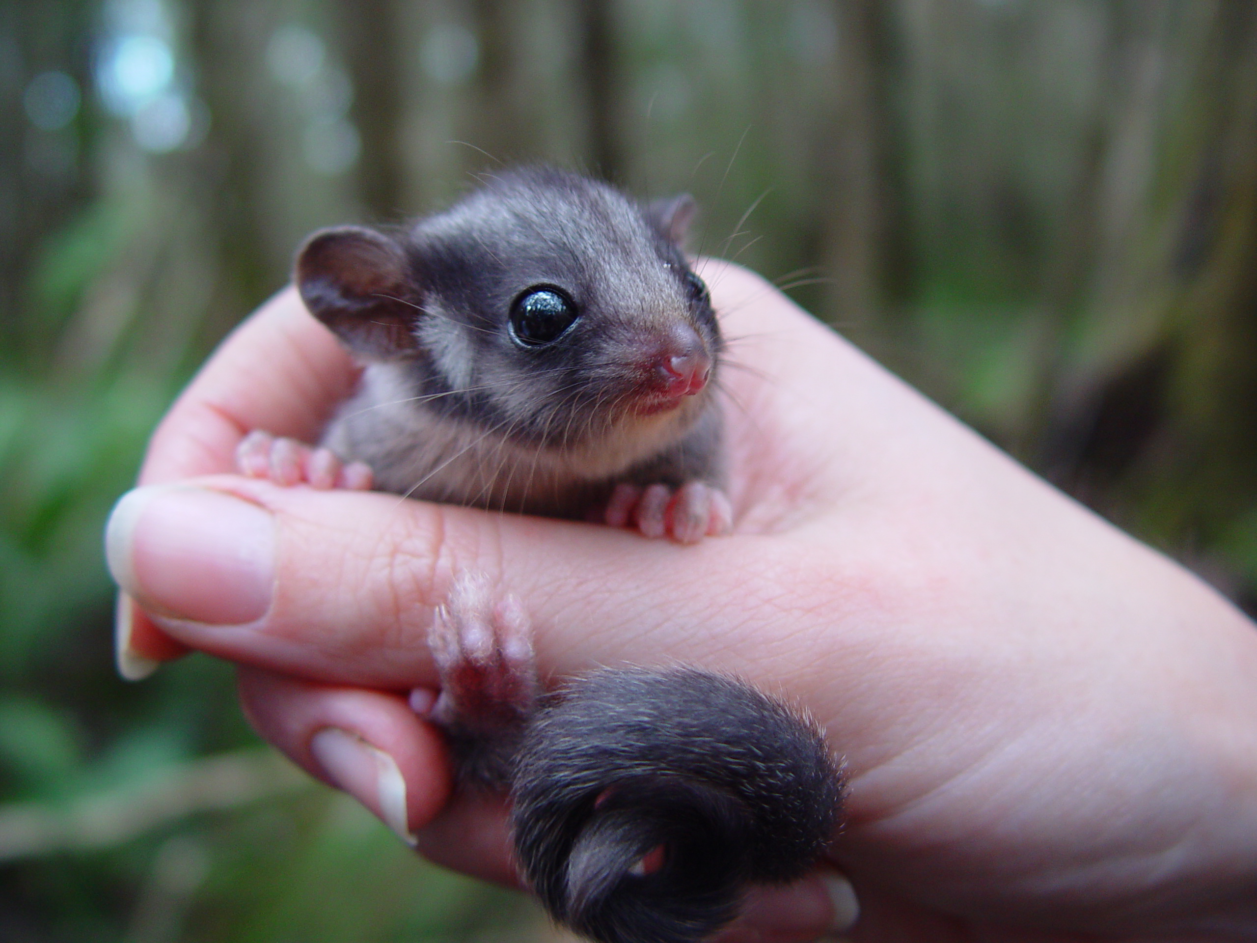 Hello Possum! Species thought extinct in NSW found in Kosciuszko ...